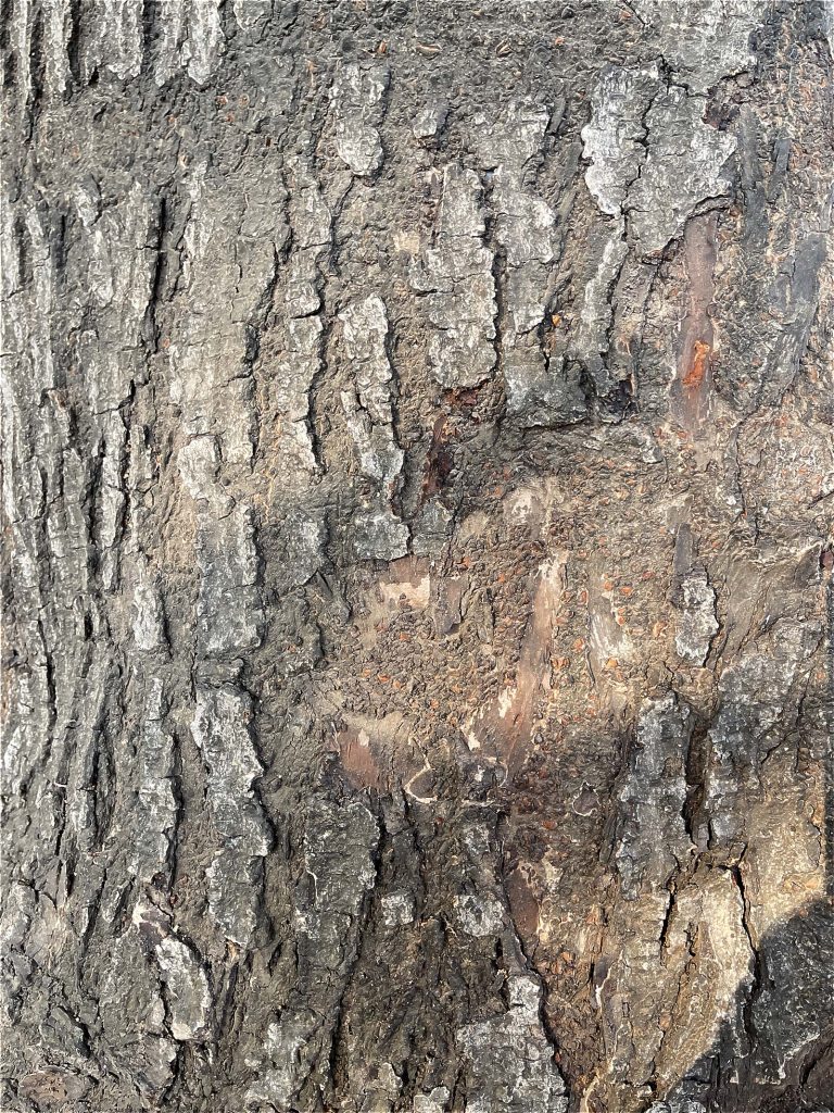 Dry Tree Bark Texture Background - Pixcrafter
